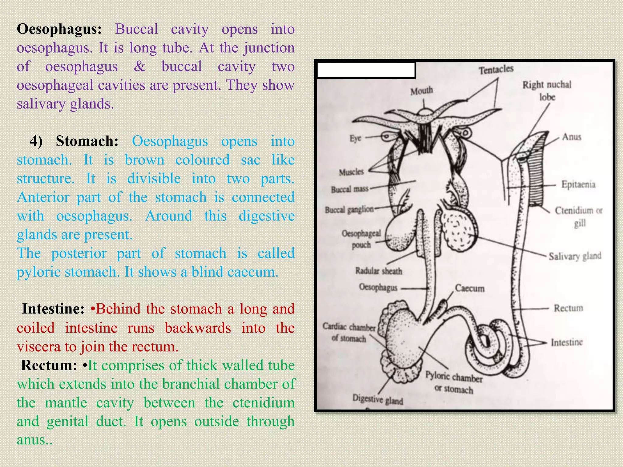 Digestive system of pila | PPTX