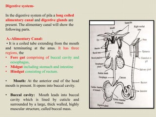 Digestive system of pila | PPTX