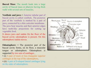 Digestive system of pila | PPTX