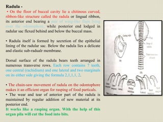 Digestive system of pila | PPTX