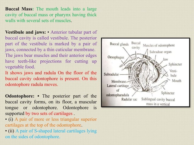 Digestive system of pila