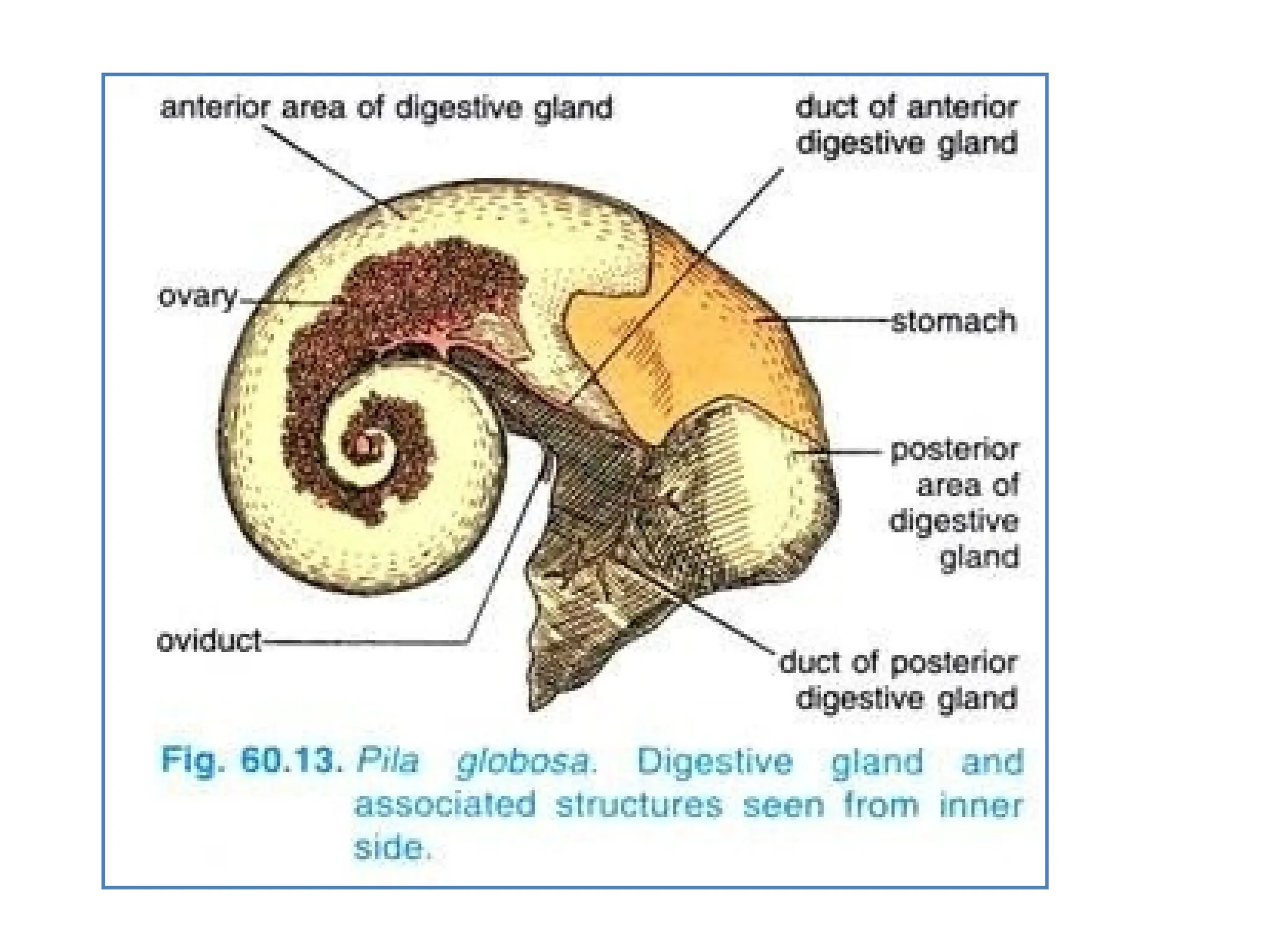 Digestive System of Pilaglobusa mollusca.ppt