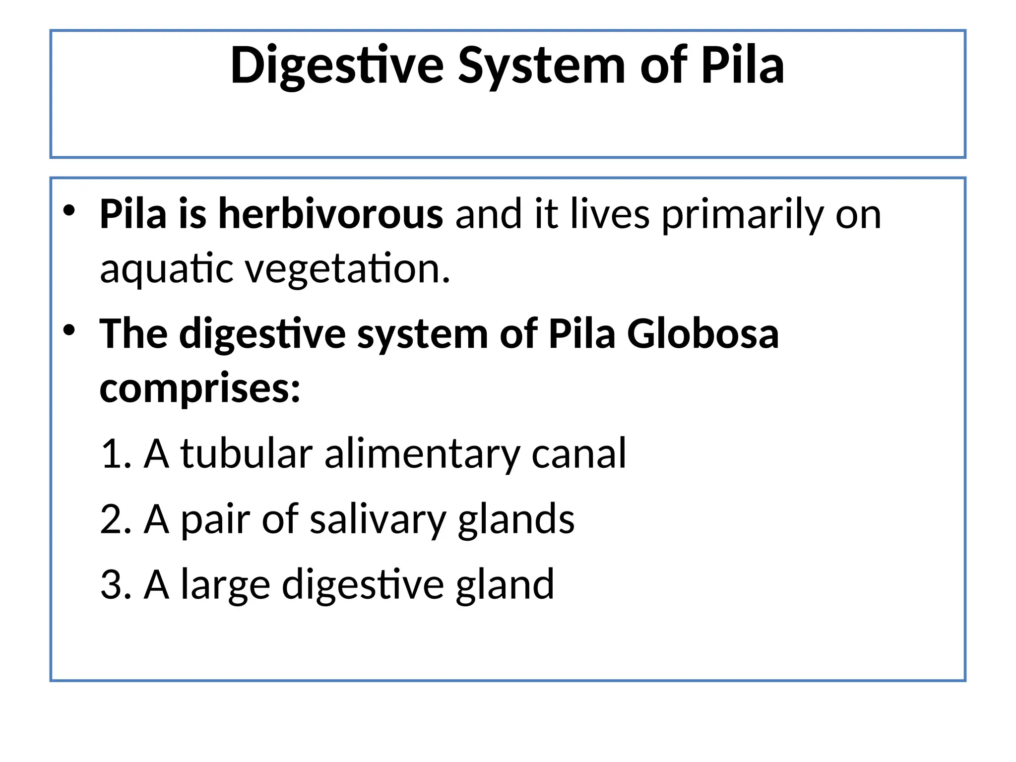 Digestive System of Pilaglobusa mollusca.ppt
