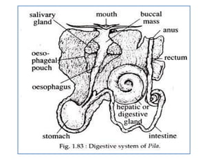 Digestive System of Pilaglobusa mollusca.ppt