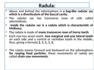 Digestive System of Pilaglobusa mollusca.ppt