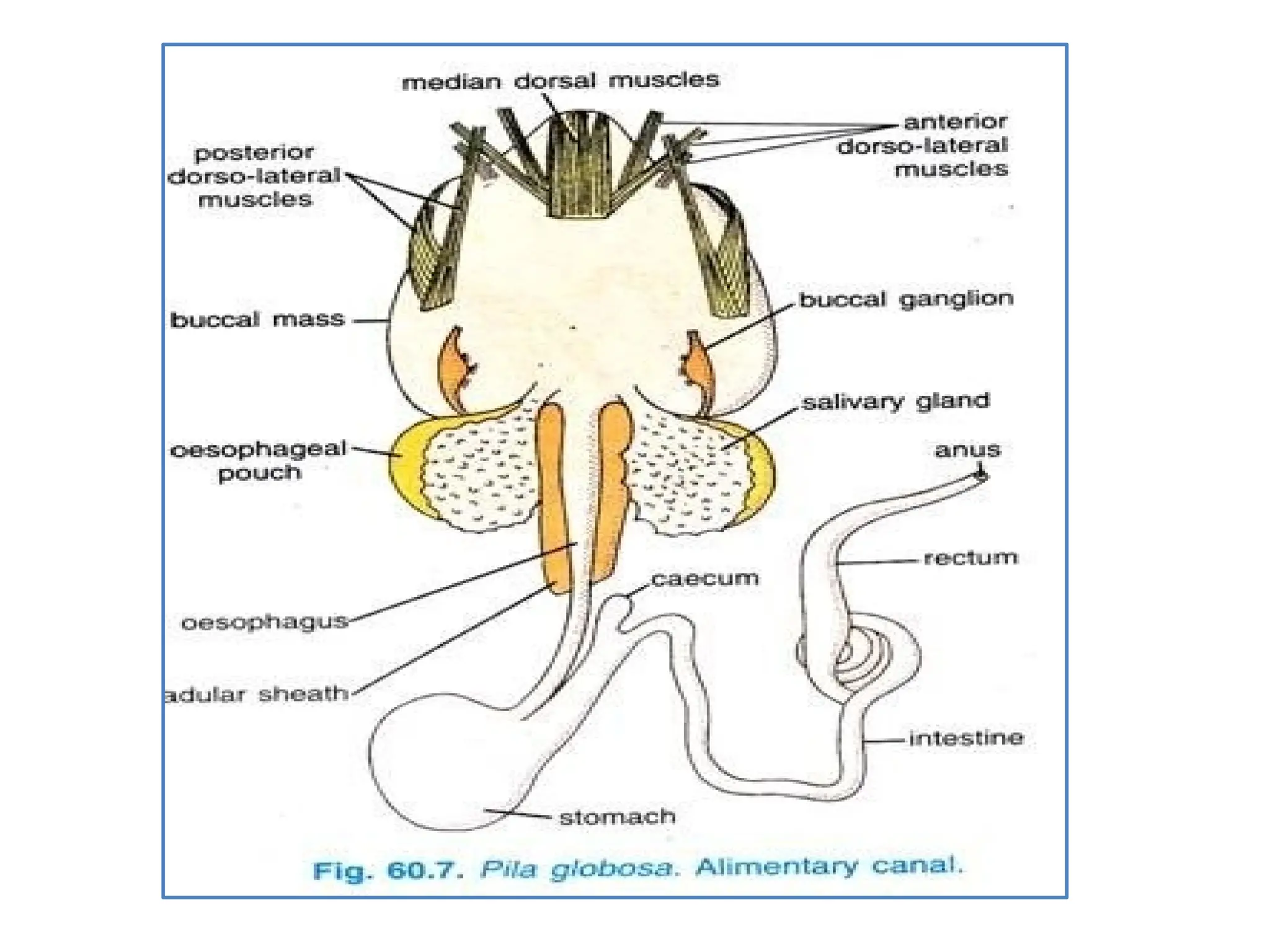 analysis of Digestive System of Pila.pptx