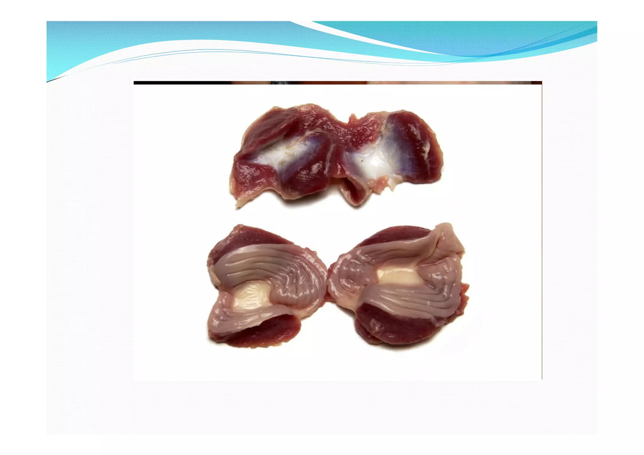 Digestive system of poultry (avian physiology) | PDF