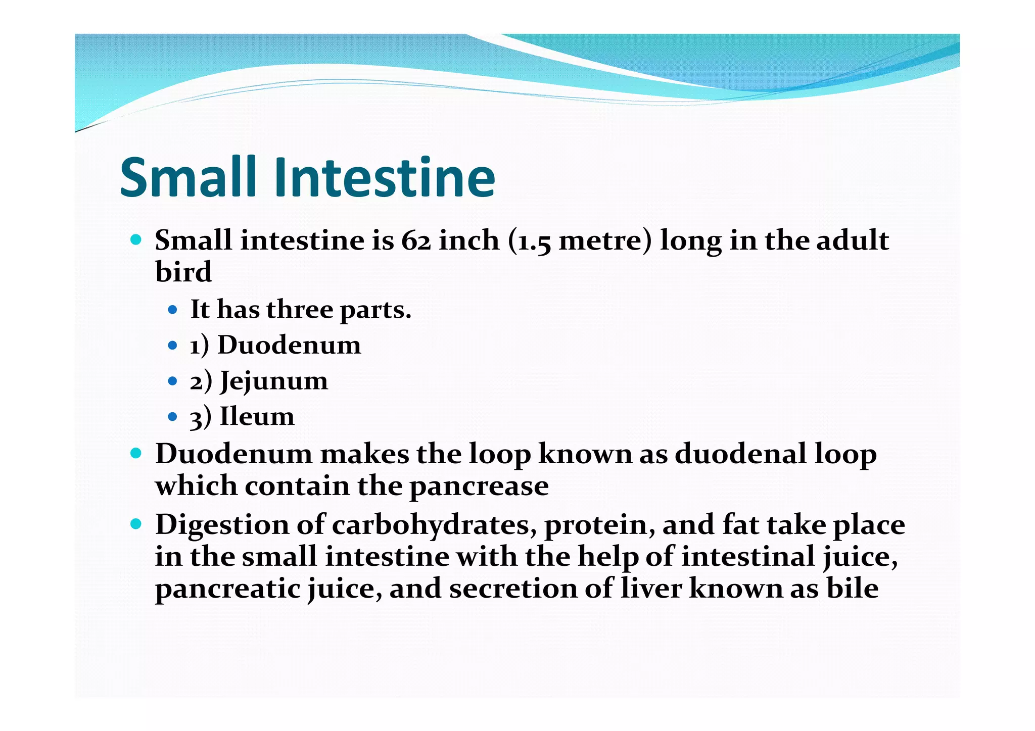 Digestive system of poultry (avian physiology) | PDF
