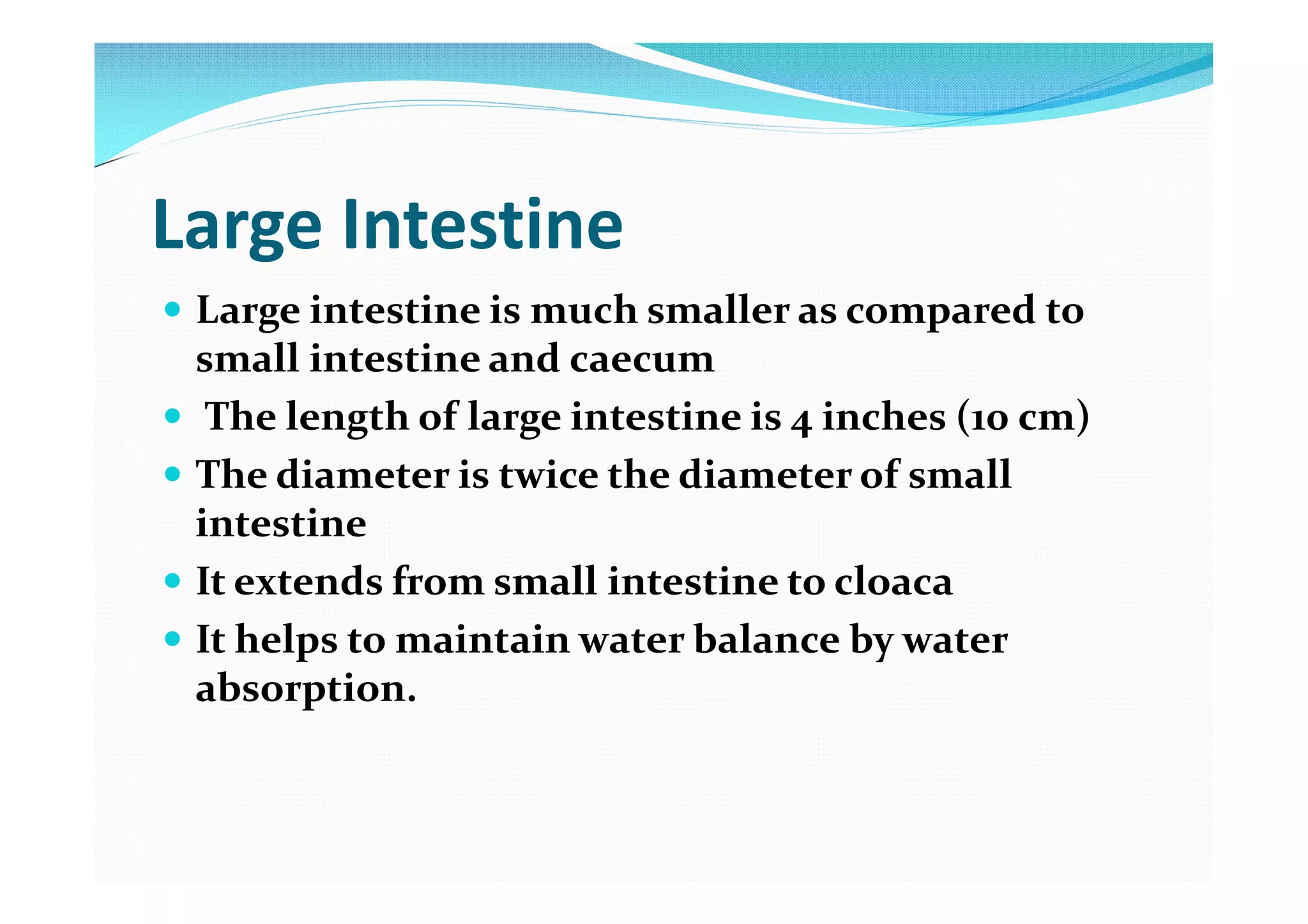 Digestive system of poultry (avian physiology) | PDF