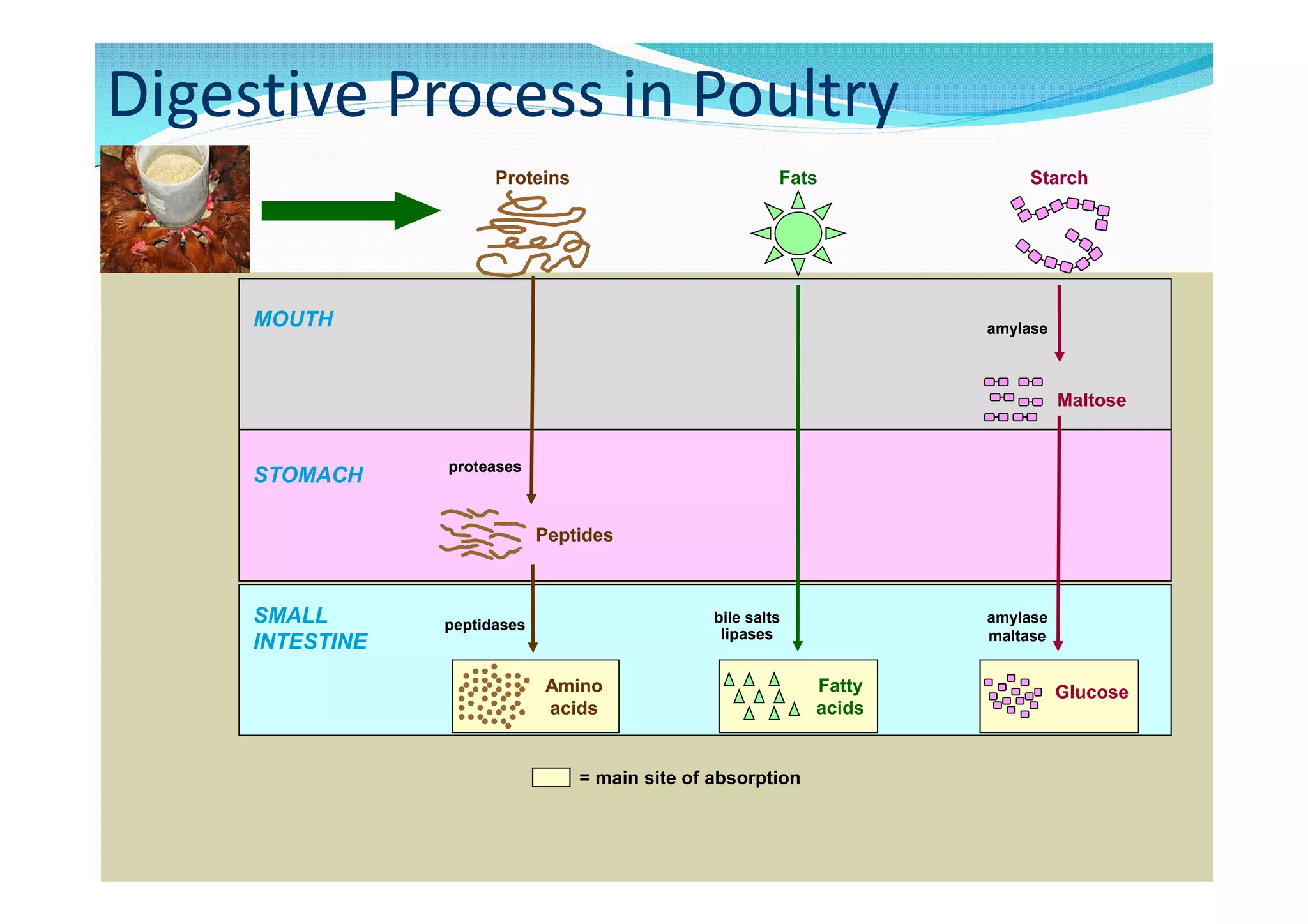 Digestive system of poultry (avian physiology) | PDF