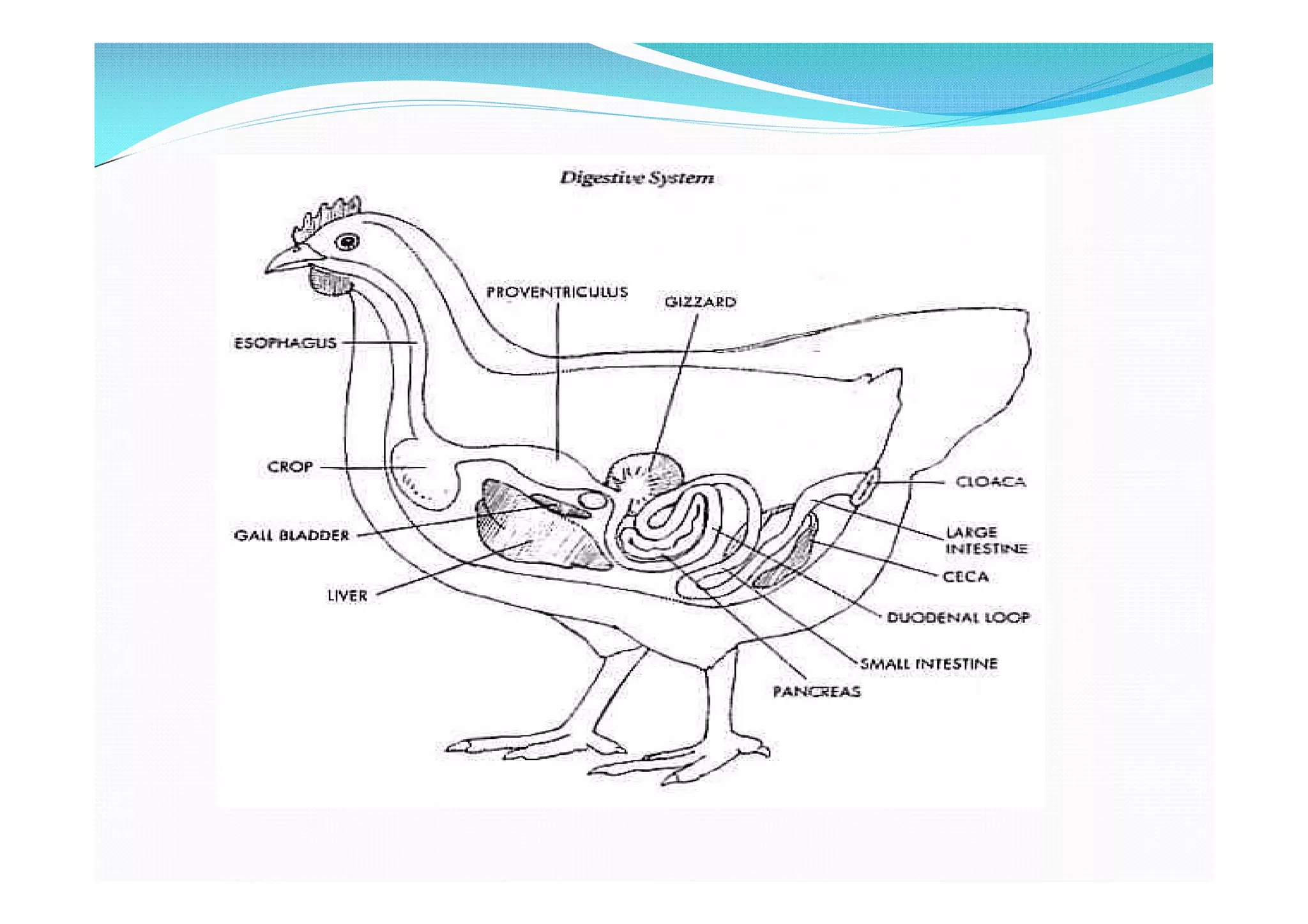 Digestive system of poultry (avian physiology) | PDF
