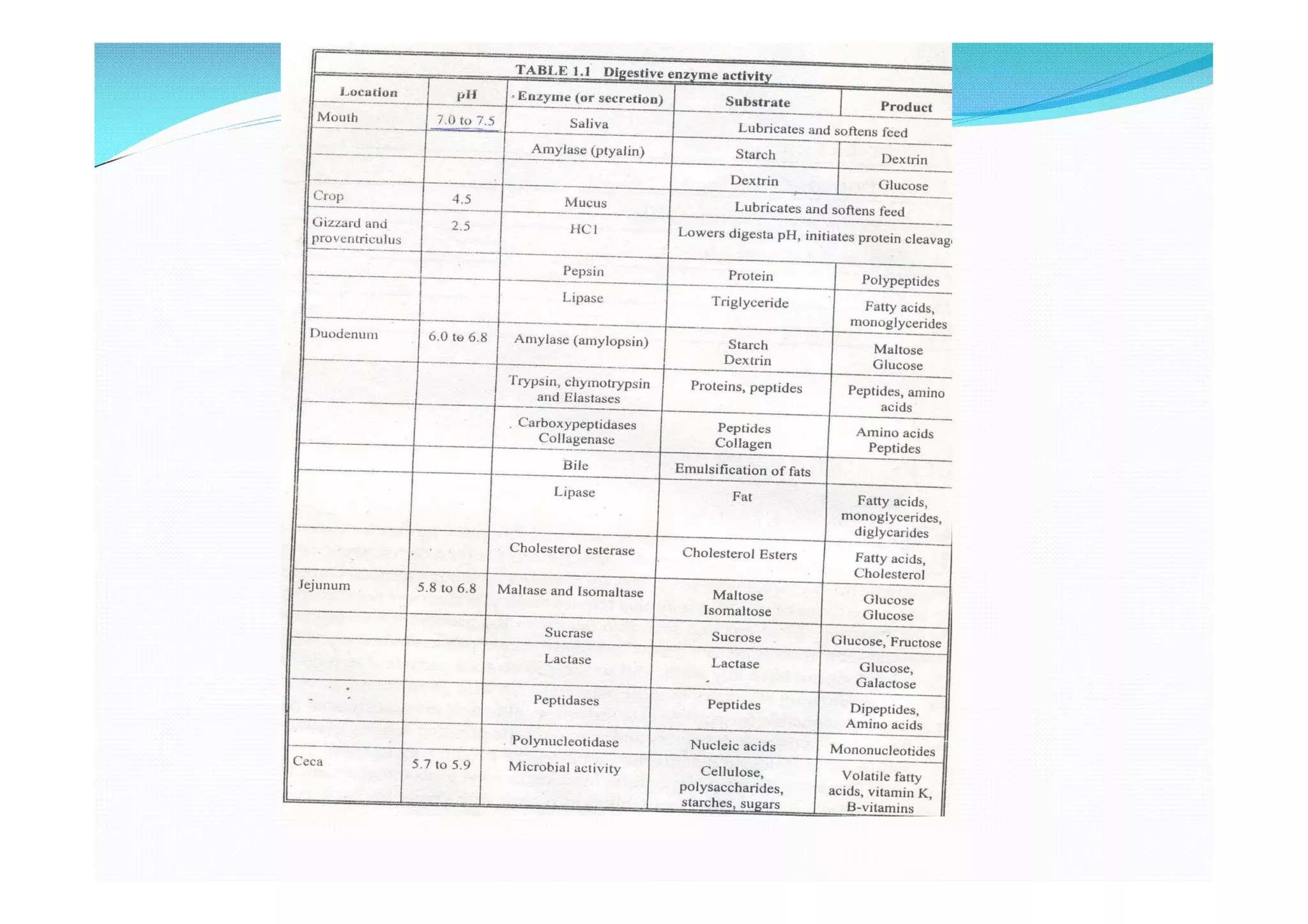 Digestive system of poultry (avian physiology) | PDF