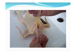 Digestive system of poultry (avian physiology) | PDF