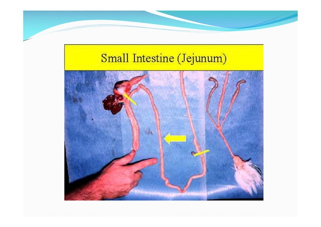 Digestive system of poultry (avian physiology) | PDF | Chemistry | Science