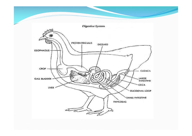 Digestive system of poultry (avian physiology) | PDF | Chemistry | Science