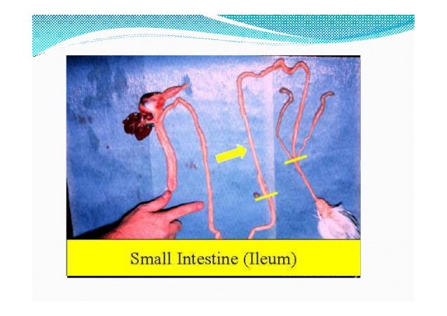 Digestive system of poultry (avian physiology)