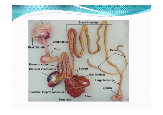 Digestive system of poultry (avian physiology)