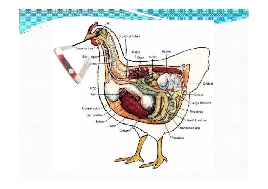 Digestive system of poultry (avian physiology)