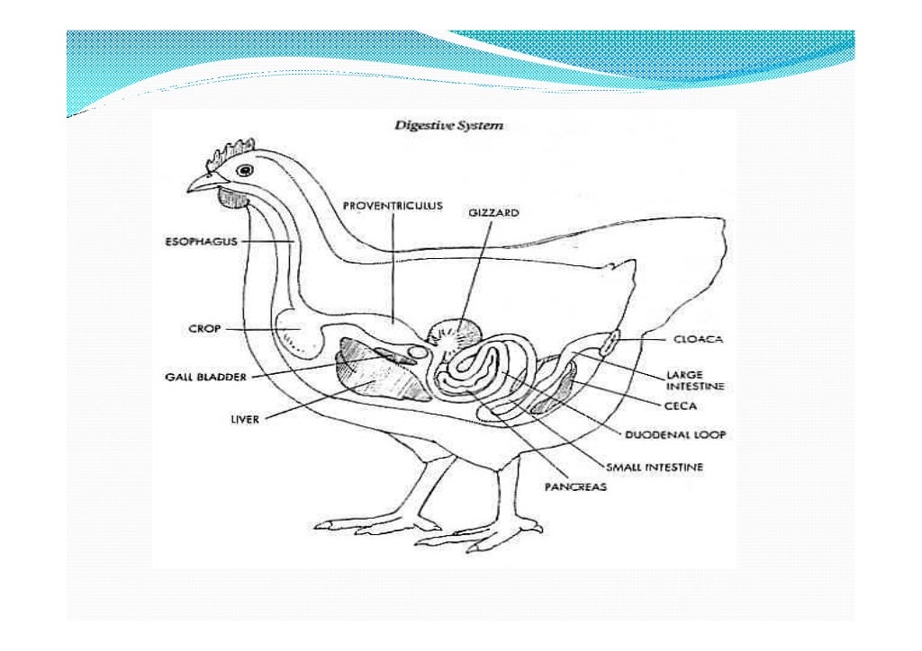 Digestive system of poultry (avian physiology)