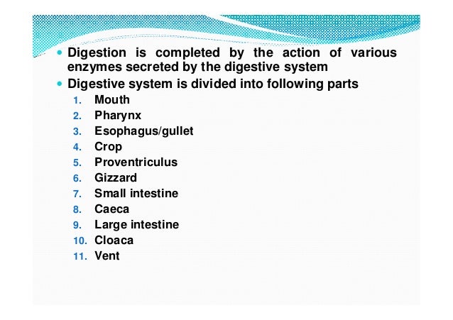 Digestive system of poultry (avian physiology)