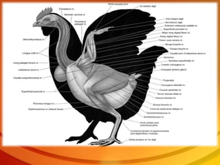 Digestive system of poultry | PDF