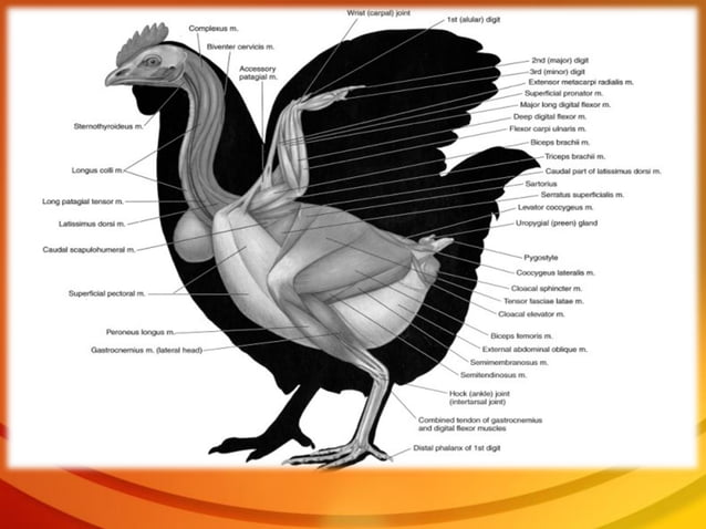 Digestive system of poultry | PPT