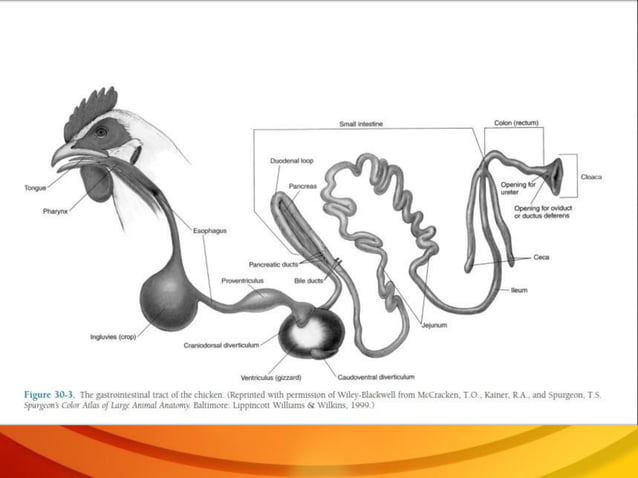 Digestive system of poultry | PPT