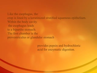 Digestive system of poultry | PDF