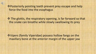 Digestive system of reptiles | PPTX