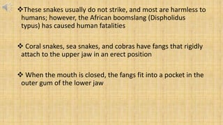 Digestive system of reptiles | PPTX