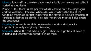 Digestive system of reptiles, birds and mammals | PPTX