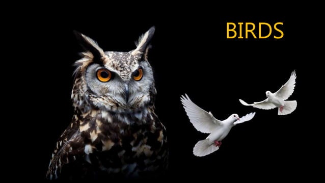 Digestive system of reptiles, birds and mammals | PPTX