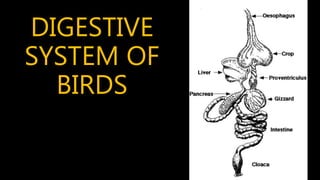 Digestive system of reptiles, birds and mammals | PPTX