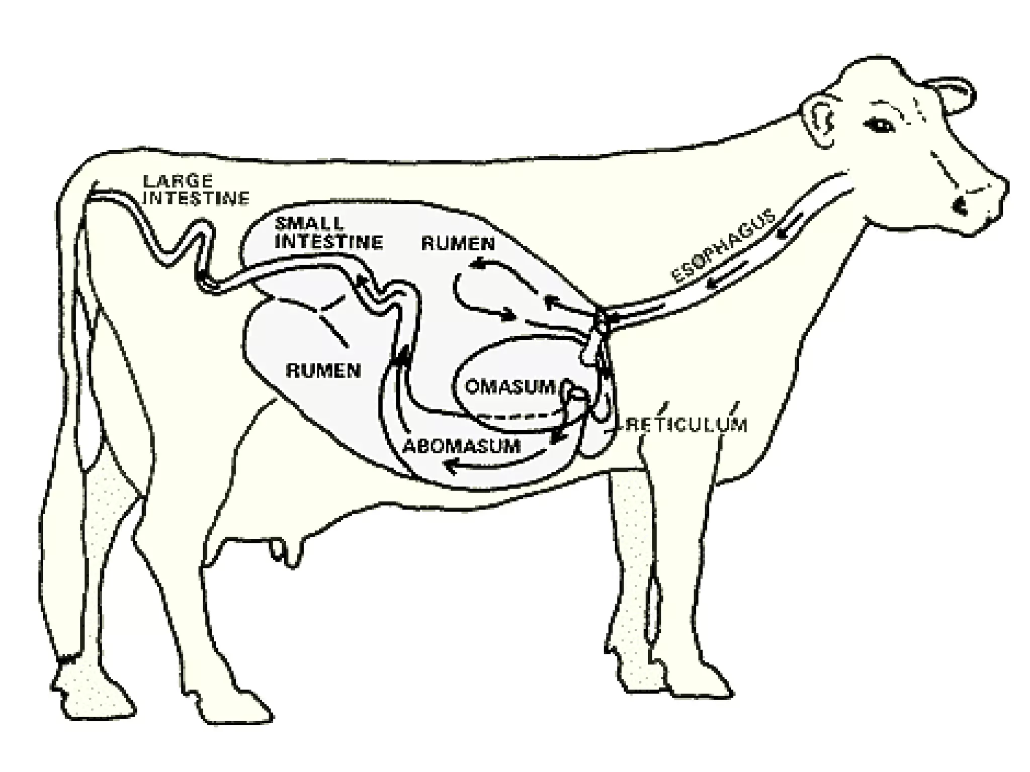 digestive system of ruminants.pptx
