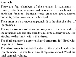 digestive system of ruminants.pptx
