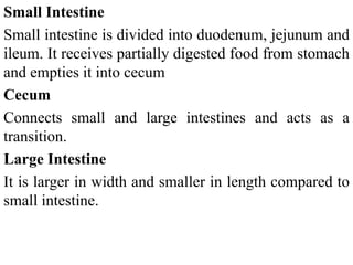 digestive system of ruminants.pptx