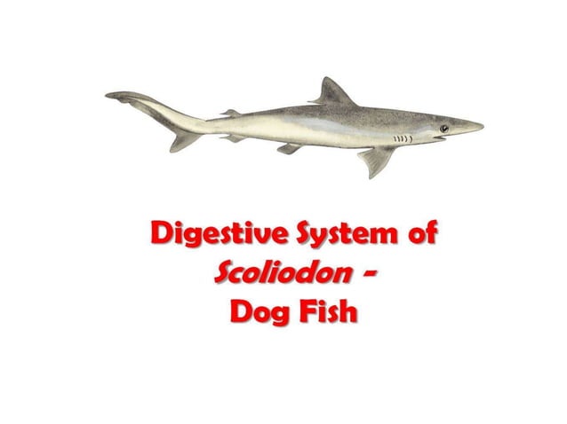 DIGESTIVE SYSTEM OF SCOLIODON-Indian Dog Shark.pptx