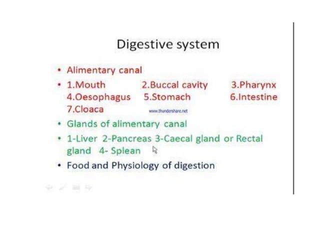 DIGESTIVE SYSTEM OF SCOLIODON-Indian Dog Shark.pptx