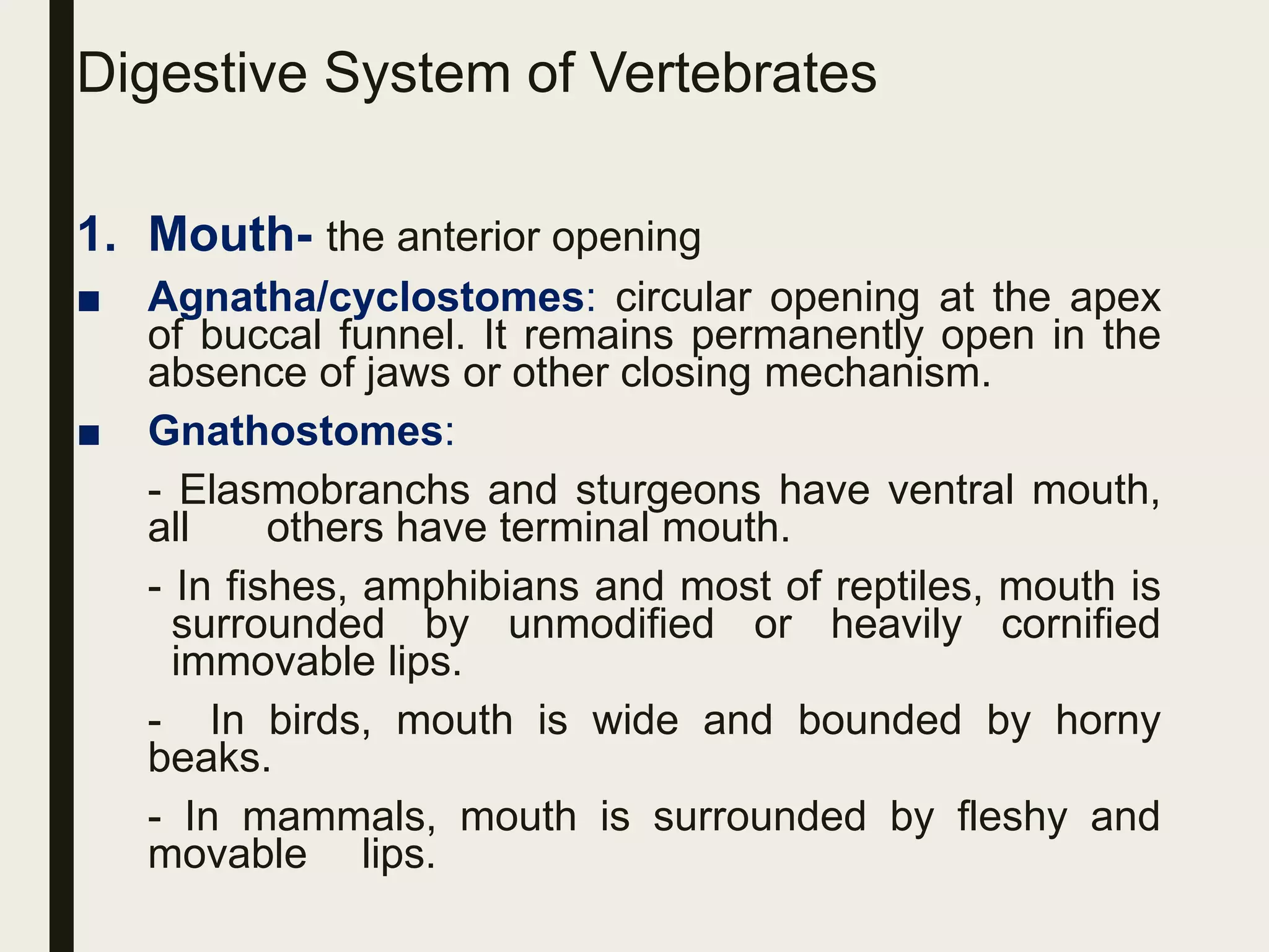 Digestive system of vertebrates | PPTX