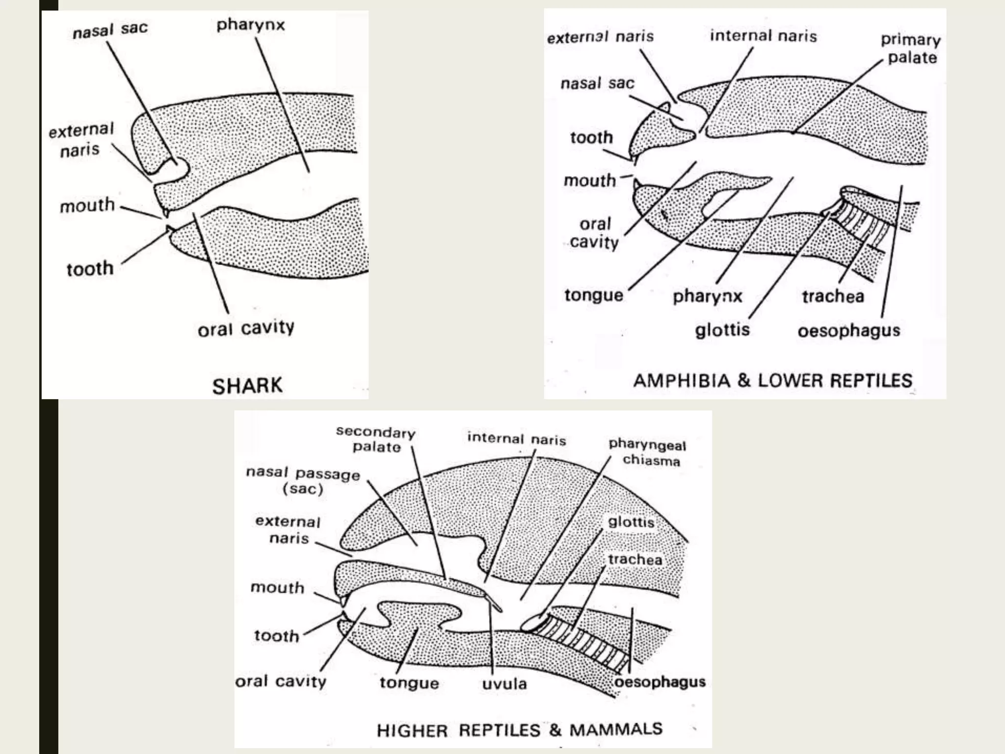 Digestive system of vertebrates | PPTX