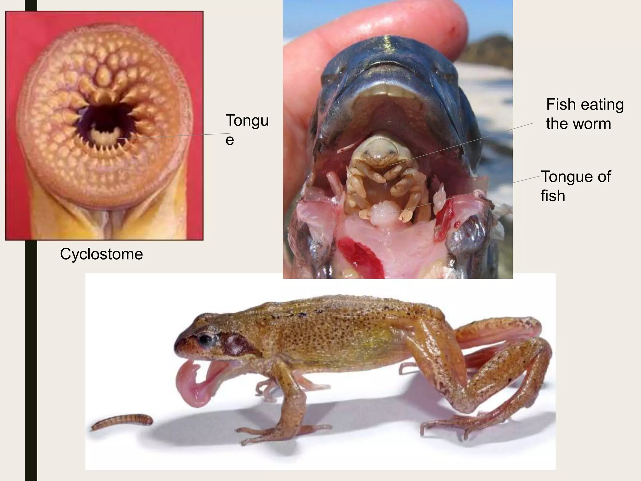 Digestive system of vertebrates | PPTX