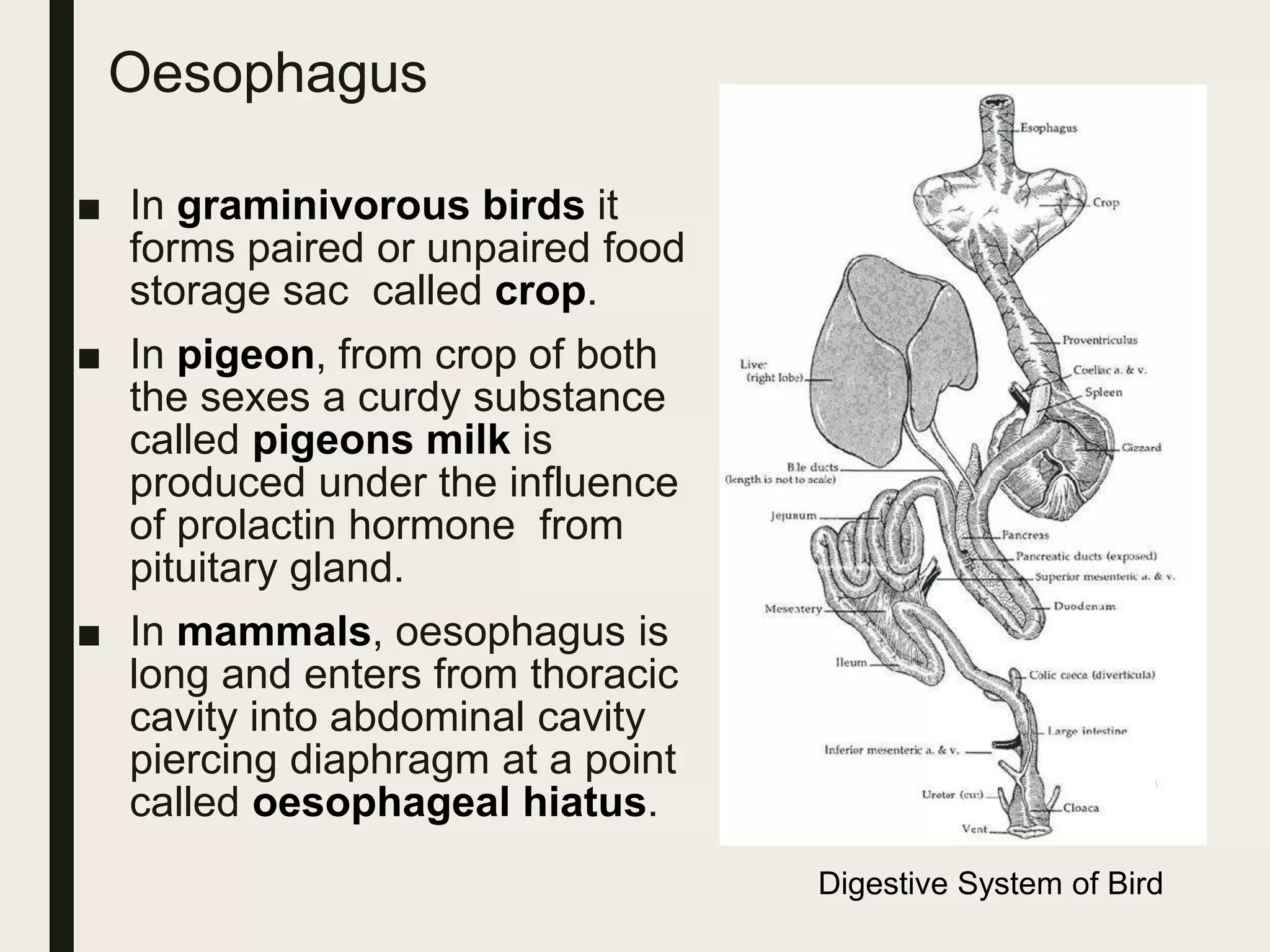 Digestive system of vertebrates | PPTX