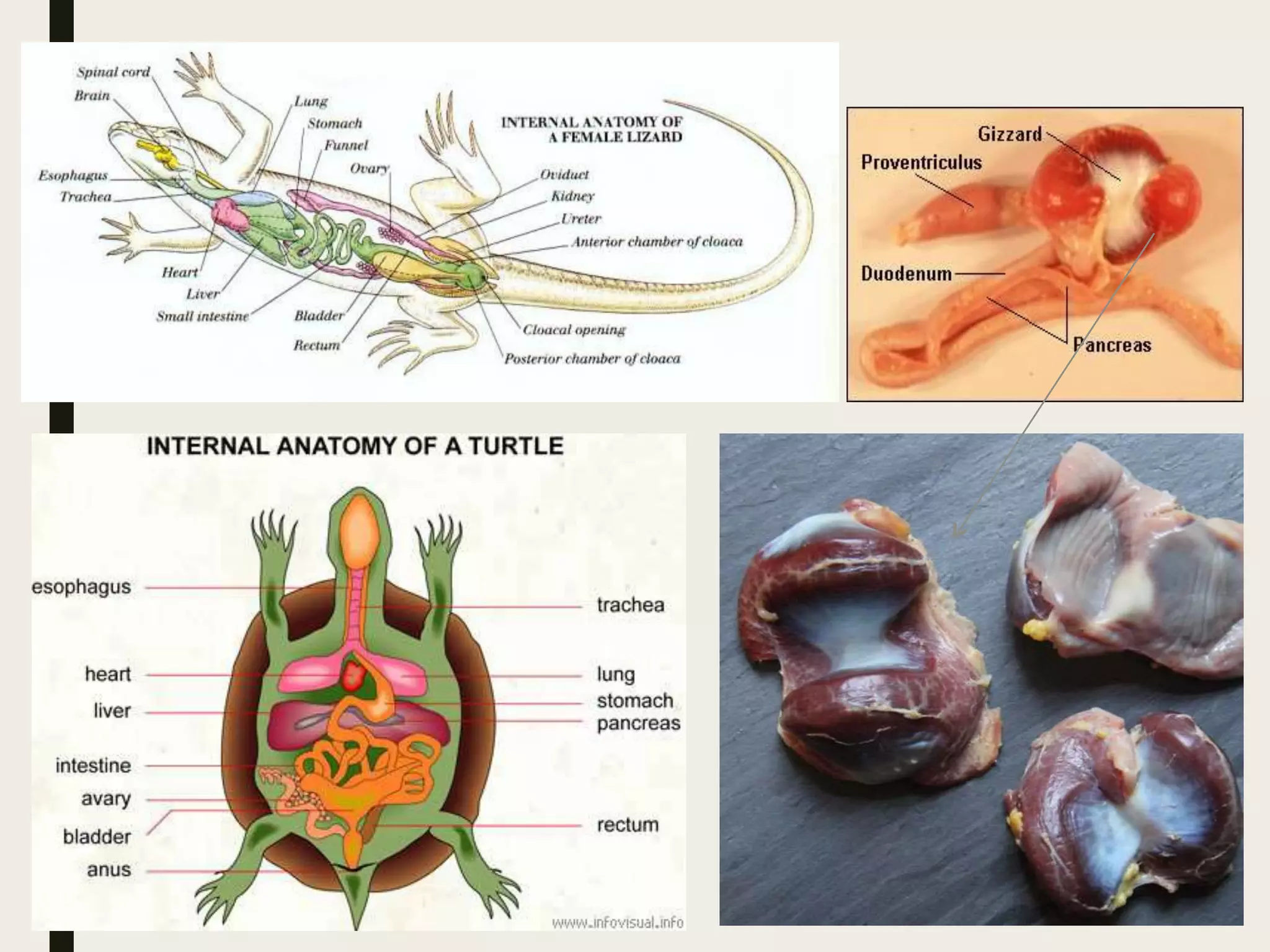 Digestive system of vertebrates | PPTX