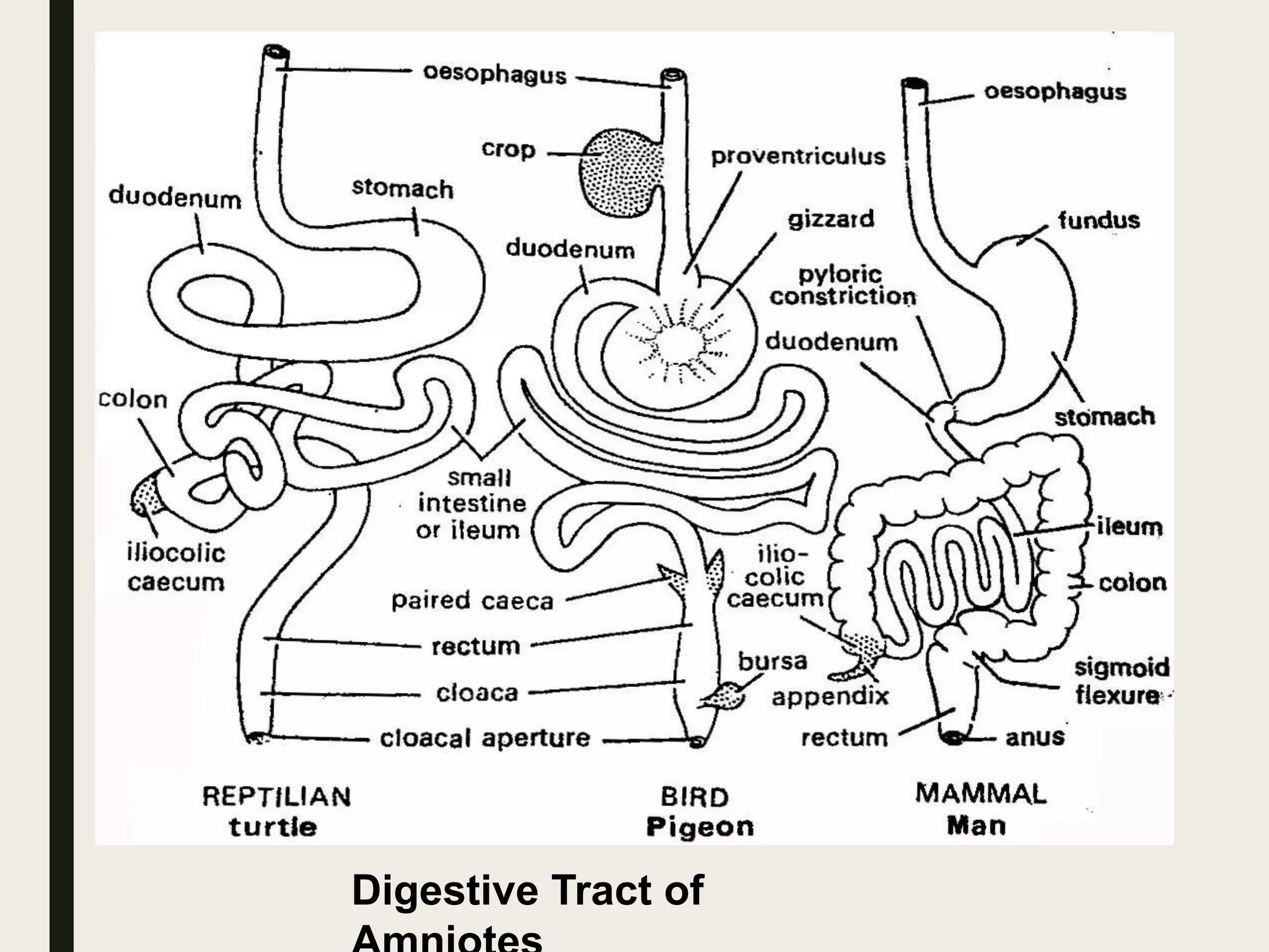 Digestive system of vertebrates | PPTX