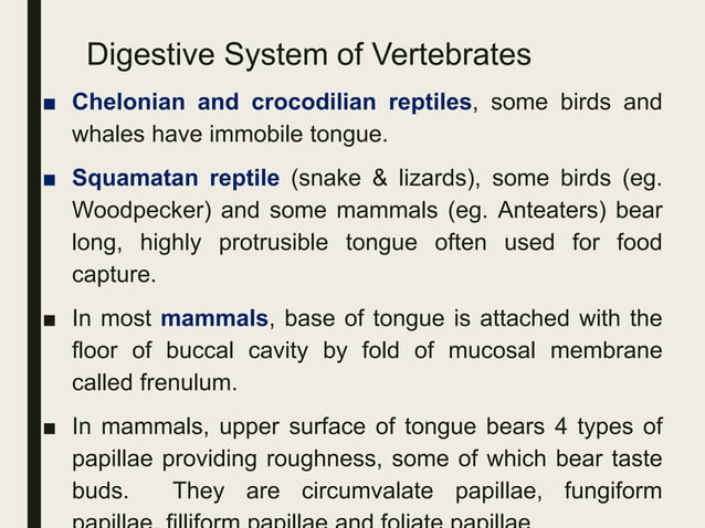 Digestive system of vertebrates | PPTX | Digestive Disorders | Diseases ...