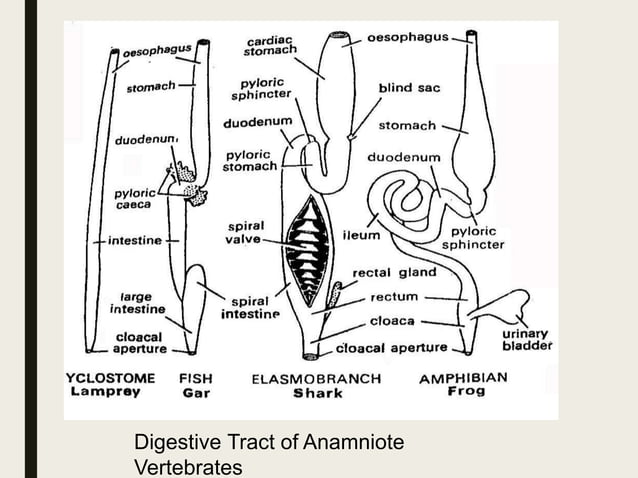 Digestive system of vertebrates | PPTX | Digestive Disorders | Diseases ...