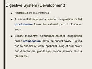 Digestive system of vertebrates | PPTX | Digestive Disorders | Diseases ...