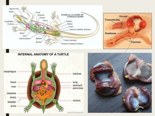Turtle Digestive System