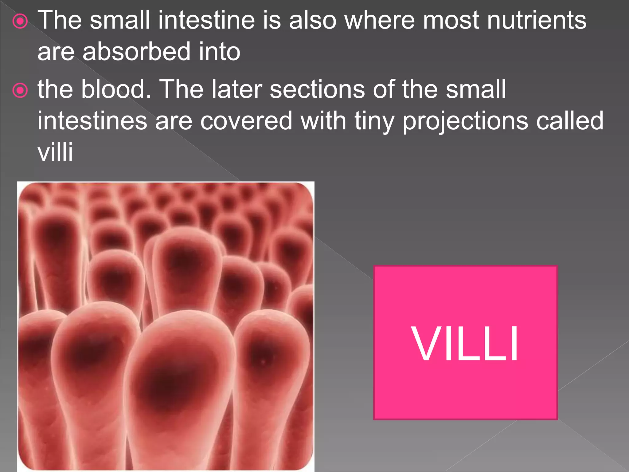 Digestive system organs | PPTX