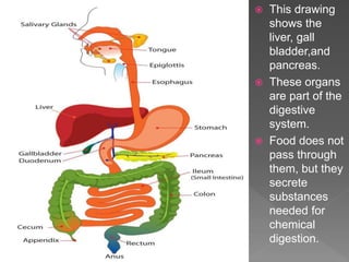 Digestive system organs | PPTX